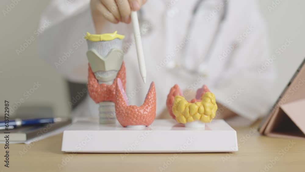 Doctor with human Thyroid anatomy model and tablet. Hyperthyroidism ...