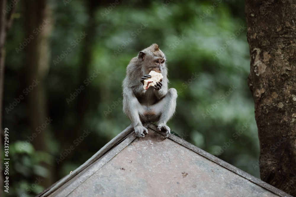 Balinese long-tailed macaque monkey at Ubud Monkey Forest, Bali ...