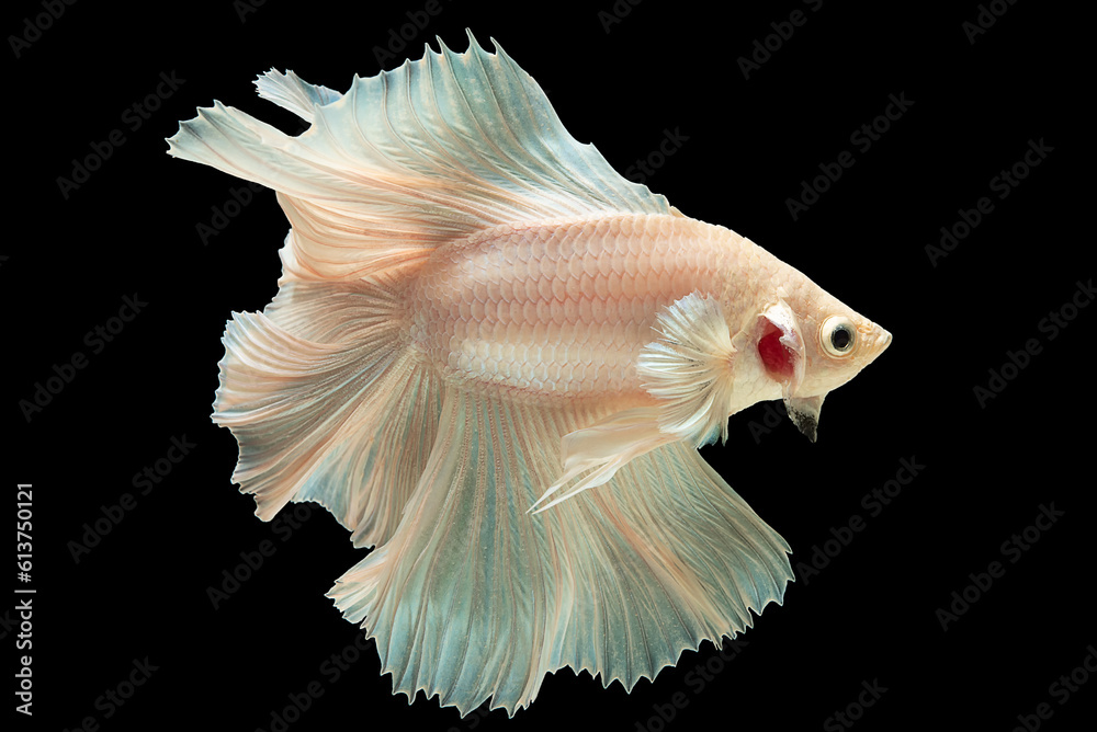 White coloration of the betta fish symbolizes purity and innocence ...