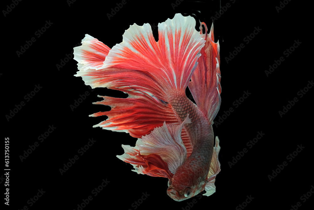 Combination of red and white colors in the betta fish gives it a ...