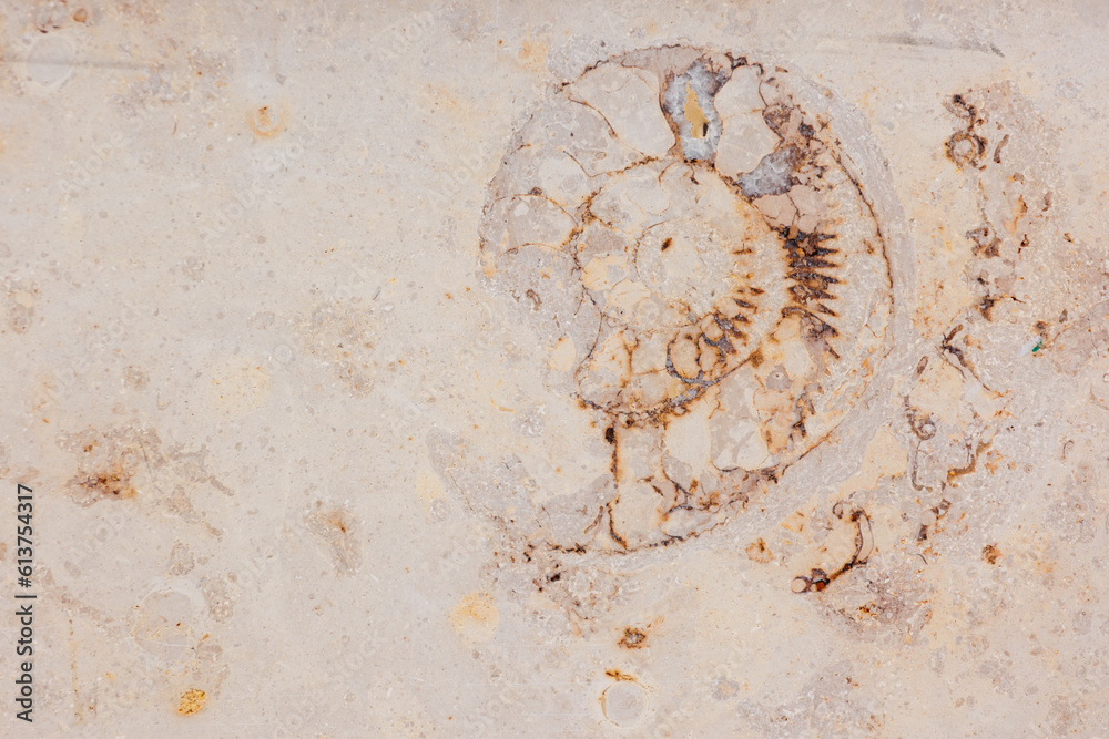 ammonite on wall of modern sand-colored building. cross-section of ...