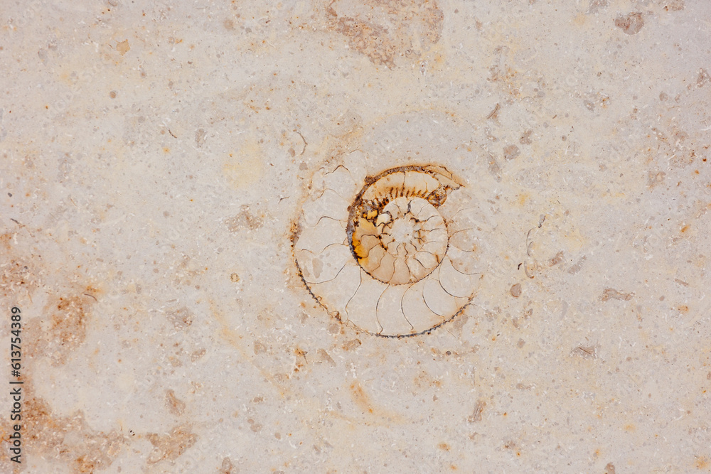 ammonite on wall of modern sand-colored building. cross-section of ...