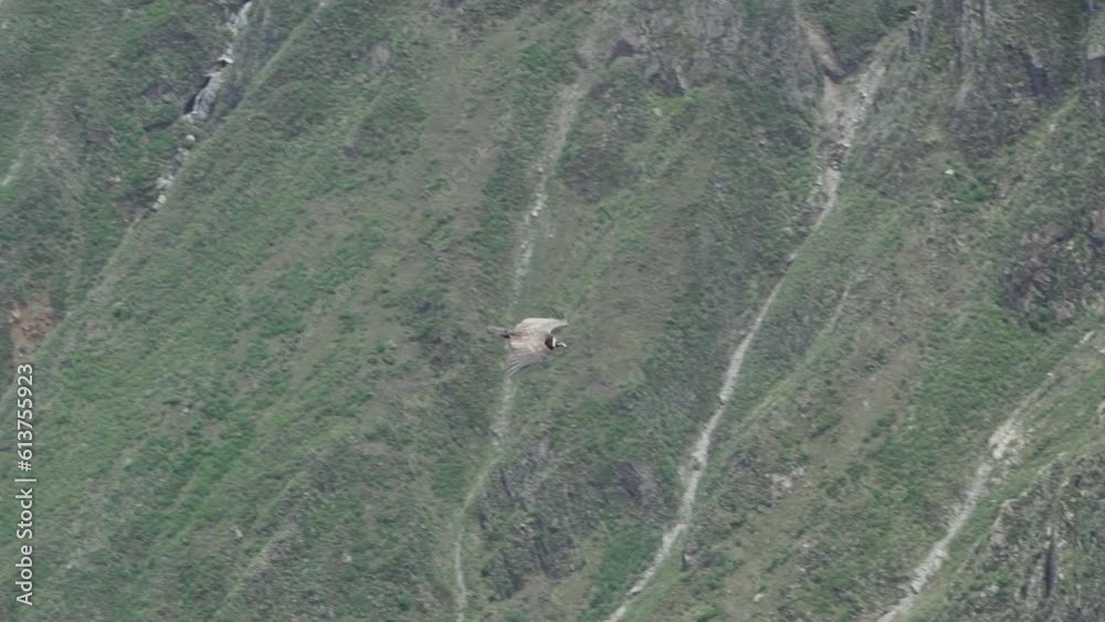 Andean condor, Vultur gryphus, the largest flying birds in the world ...