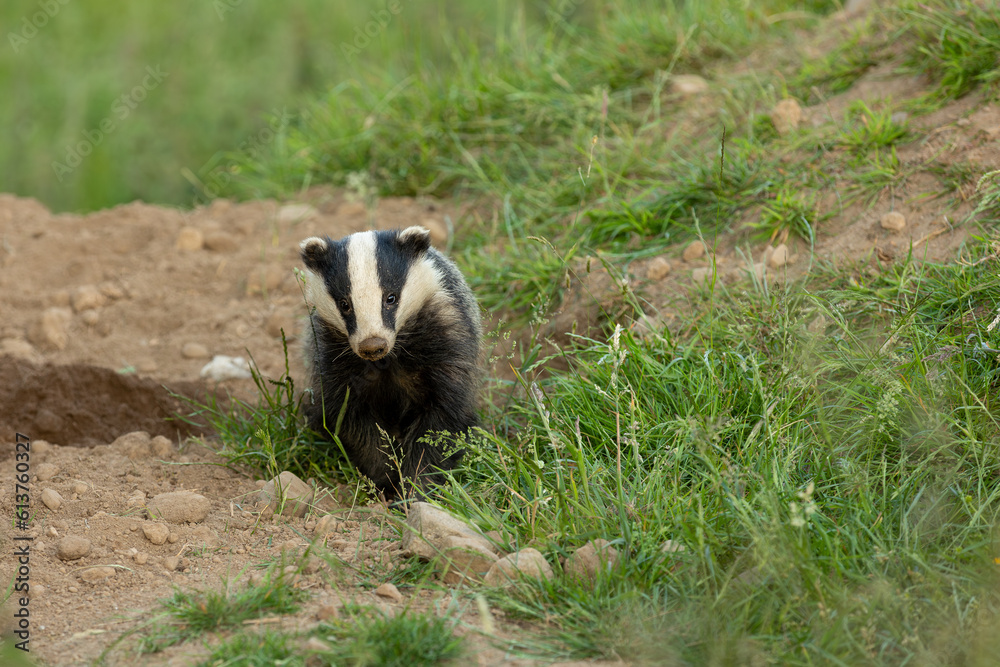 Badger, Scientific name: Meles Meles, Wild, native European badger ...