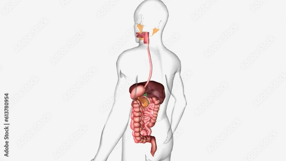 The digestive system is made up of the gastrointestinal tract and ...