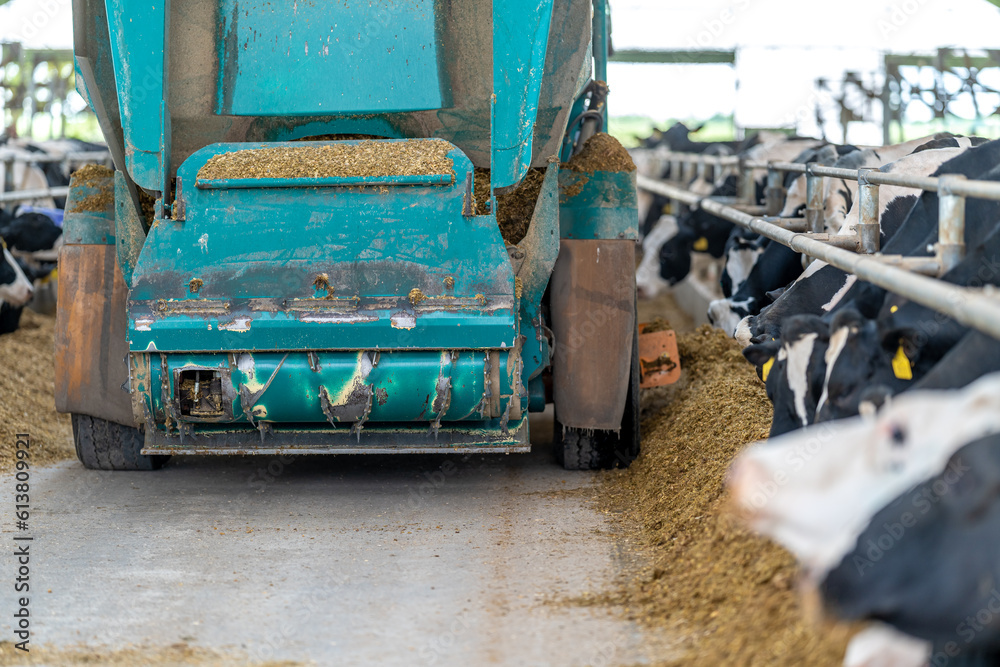 agricultural automatic feed feeder for cows on the modern farm, concept ...