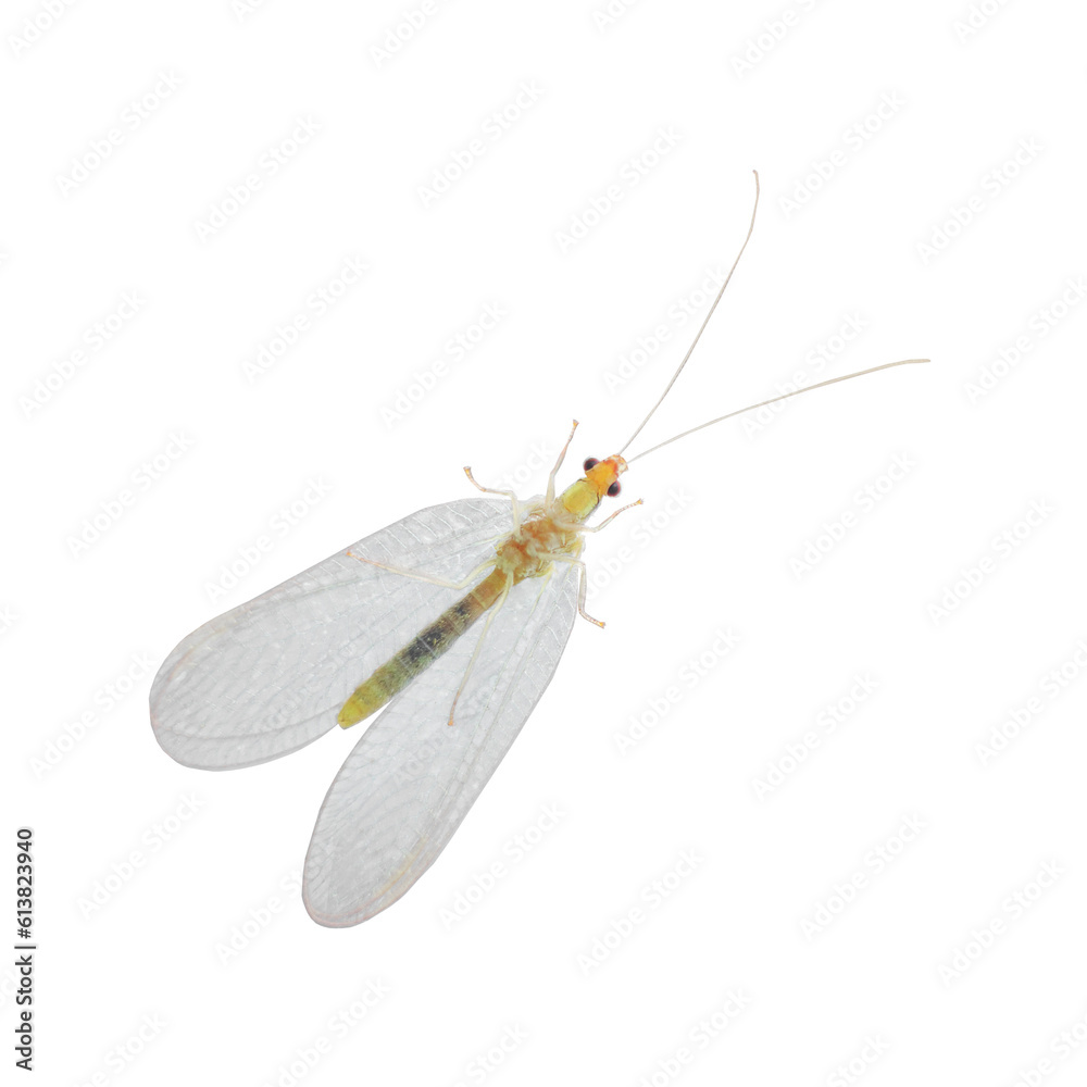 Chrysopidae is a green insect with red eyes, reticulated transparent ...