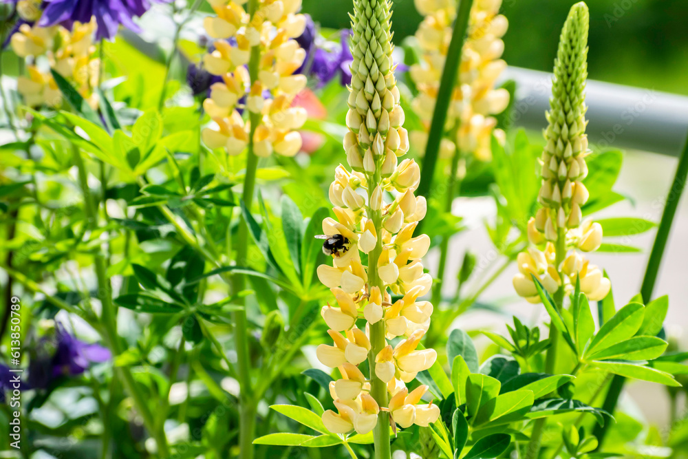 Insects pollinate flowers in the summer garden. Blooming balcony with ...