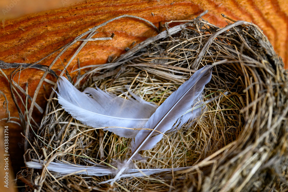 Three feathers are left in the next in the wooden nesting box in ...