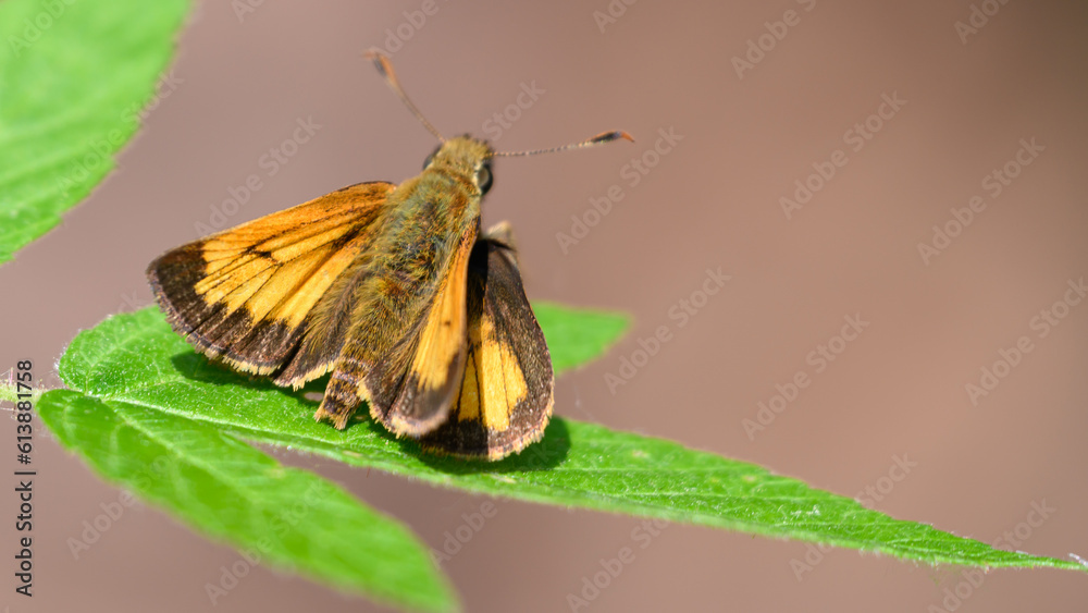 What I believe to be a Southern Dimorphic Skipper butterfly, was in our ...