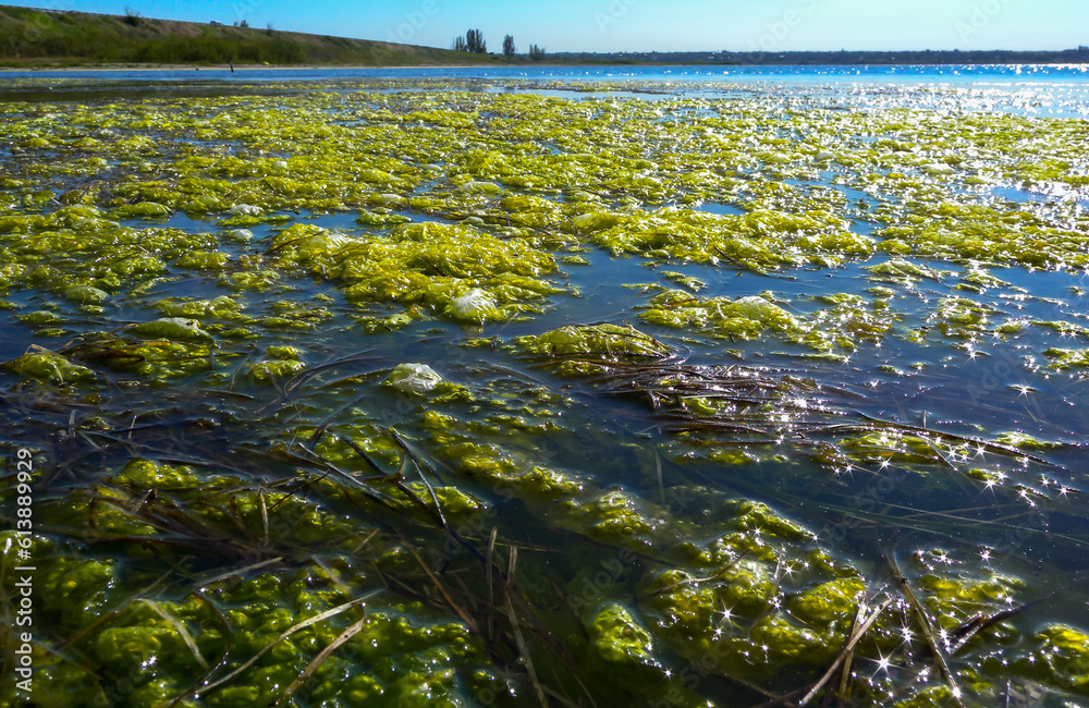 Clusters of green algae Ulva and Enteromorpha in a lake in the lower ...