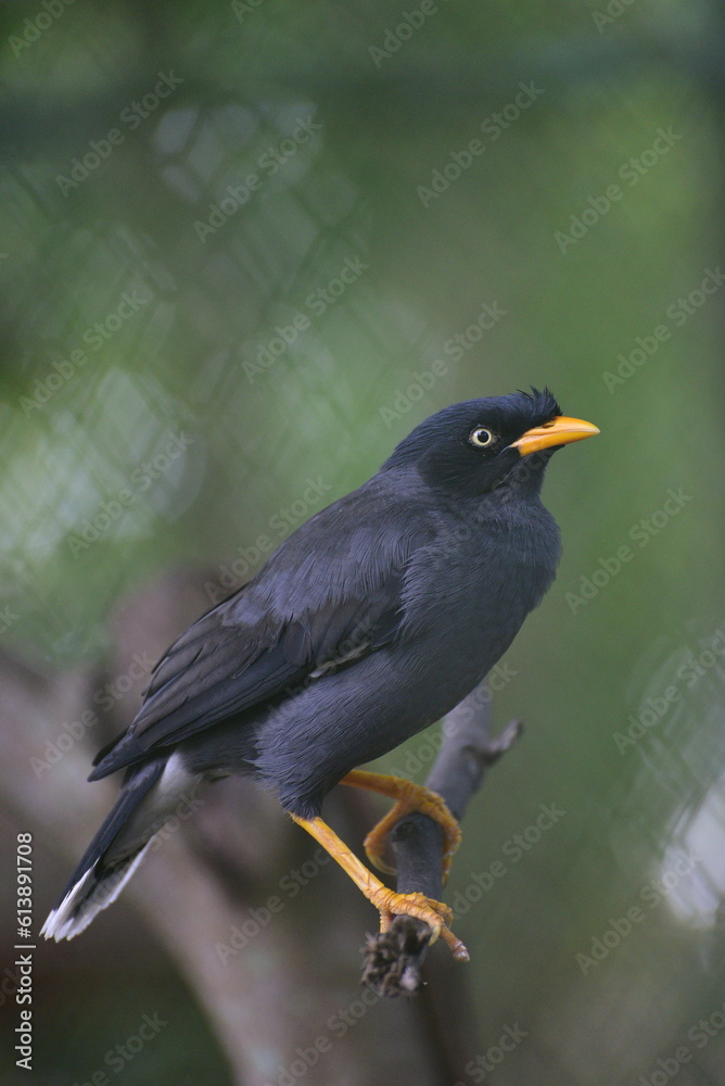 Acridotheres javanicus, The Javan myna, also known as the white vented ...