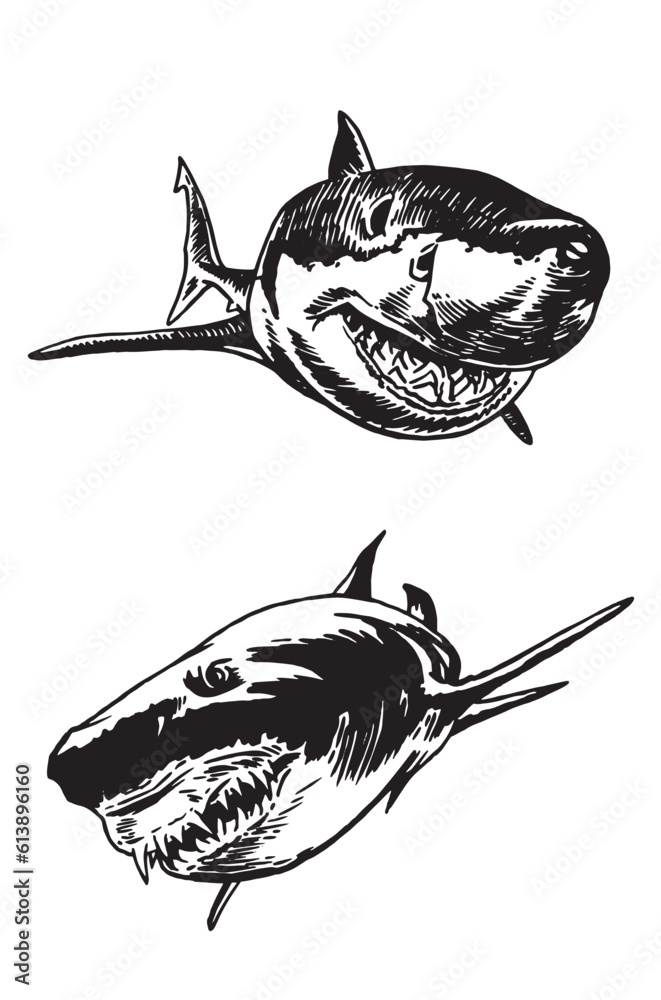 Graphical Set Of Sharks Isolated On White Great White Sharks Vector Illustration Stock Vector