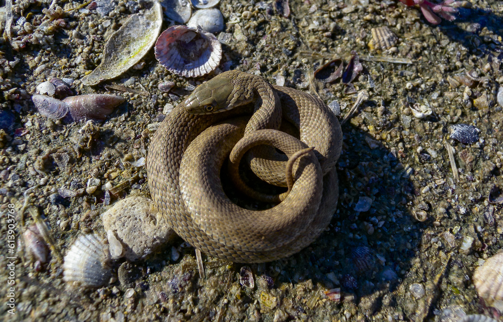 The dice snake (Natrix tessellata), young water snake twisted into a ...