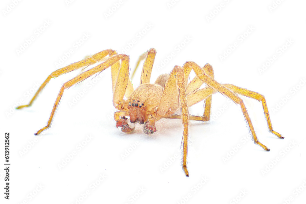 Cuban huntsman spider- Decaphora cubana - a small spider in the family ...