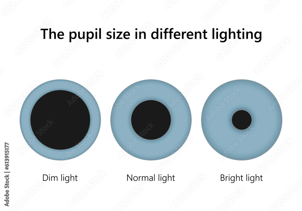 Human eye. The pupil size in different lighting. Stock Vector | Adobe Stock