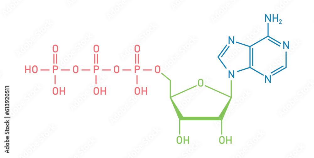 Chemical structure of Adenosine triphosphate (ATP) (C10H16N5O13P3 ...