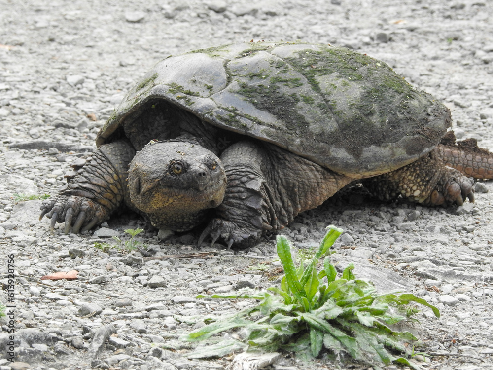 Snapping turtle scouting out the perfect spot to lay her eggs on this ...