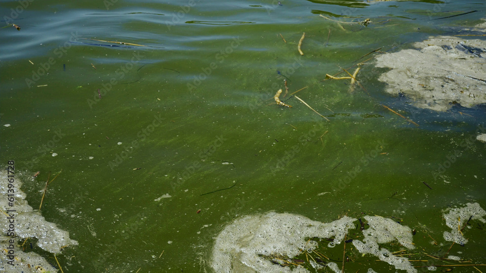 In Black Sea Blue-green algae blooms, water in Odessa has become freshwater and green color ...
