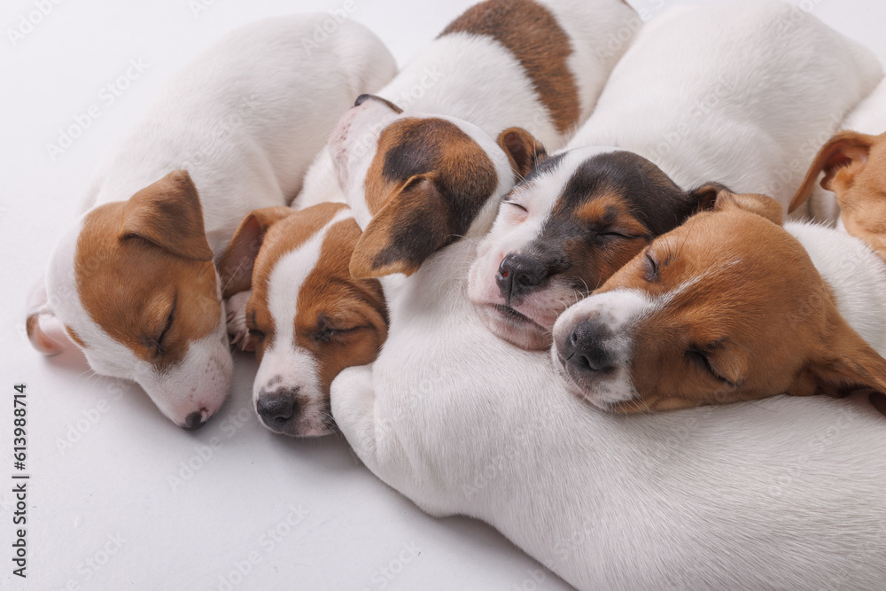 sleeping jack russell terrier puppies on isolated white background ...