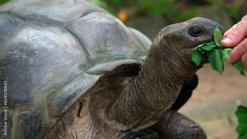 Video of incredible land turtles from a botanical garden in Victoria on ...