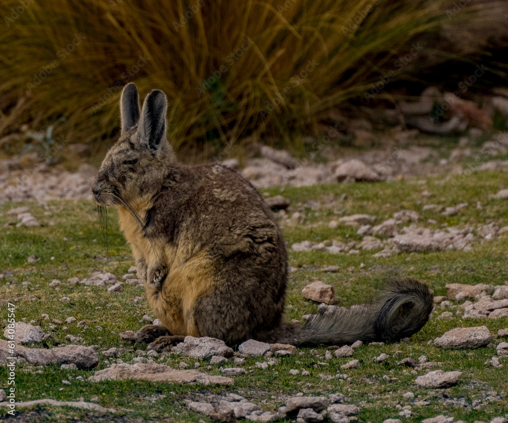 The viscacha resembles a rabbit with a squirrel tail, but is native ...
