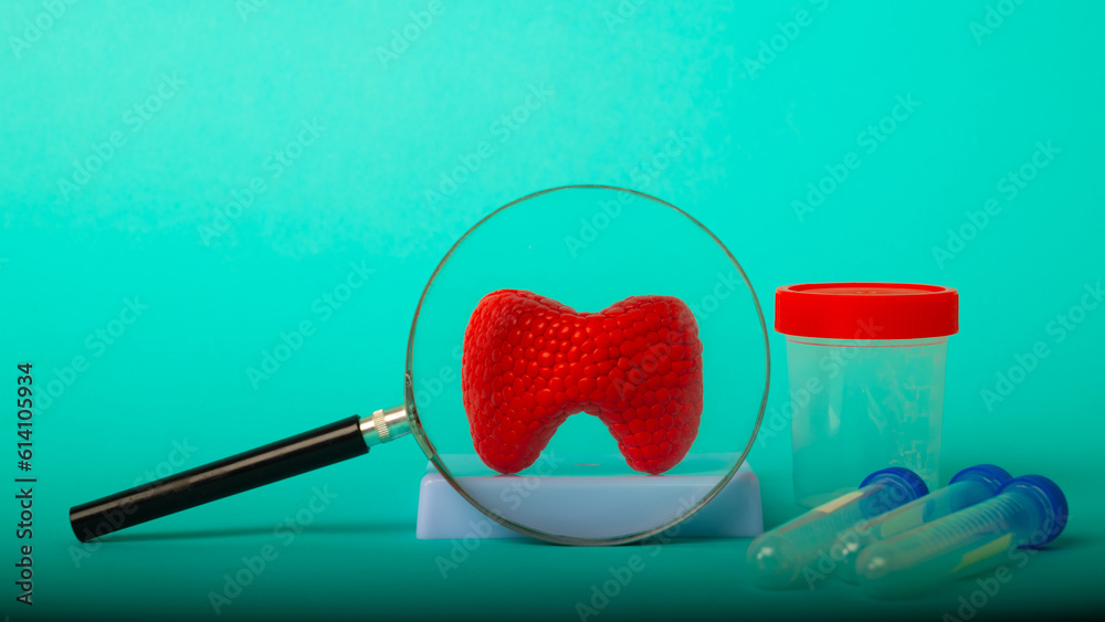 Anatomical model of human thyroid gland with magnifying glass and test ...