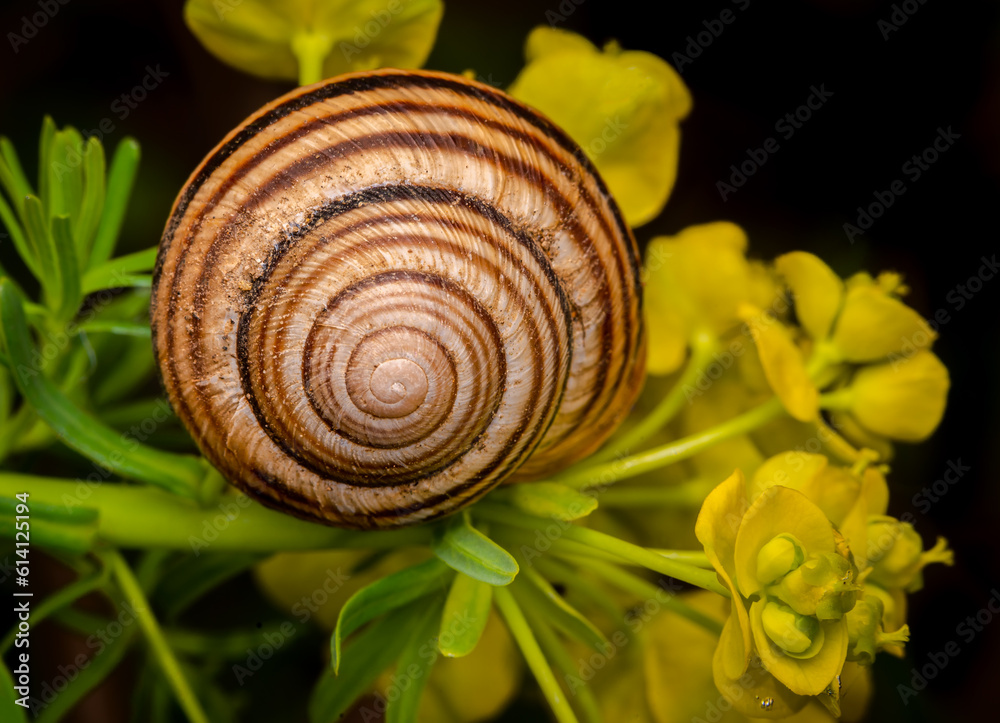 Snail shell on a plant with black background. Close-up and details ...