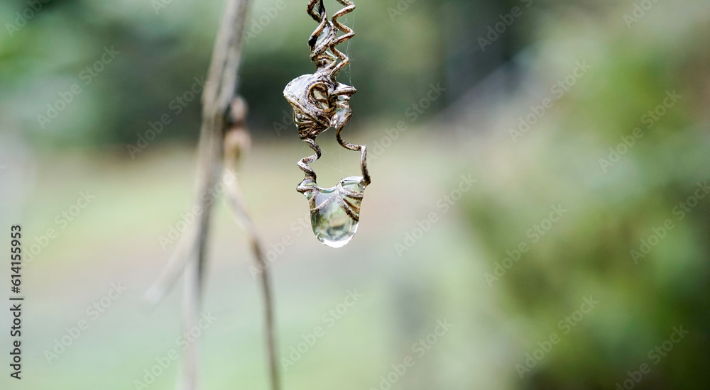 Foto de Gota de agua dadora de vida en las montañas del bosque nuboso ...