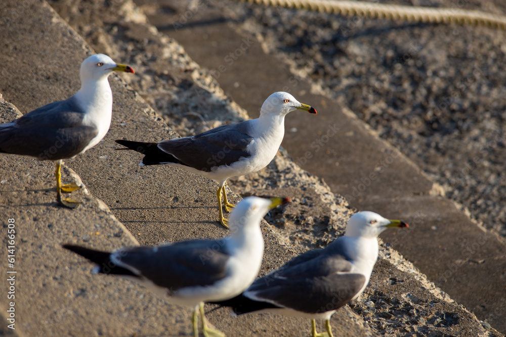 The powerful wings and competition of seagulls competing against each ...
