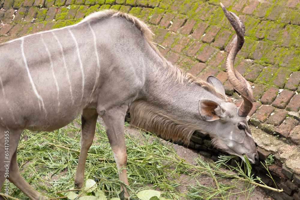 Kudu, Greater kudu or kodoo, A magnificent mature kudu bull, Side view ...