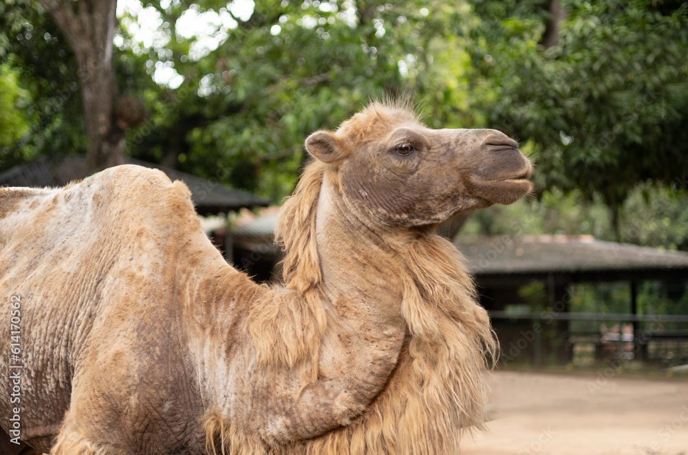 Camel, Old Camel, Camal, Camel Close up, Camelus, wildlife photography ...