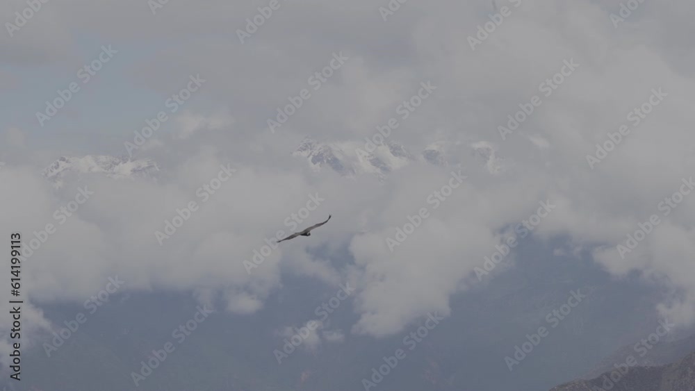 Andean condor, Vultur gryphus, the largest flying birds in the world ...
