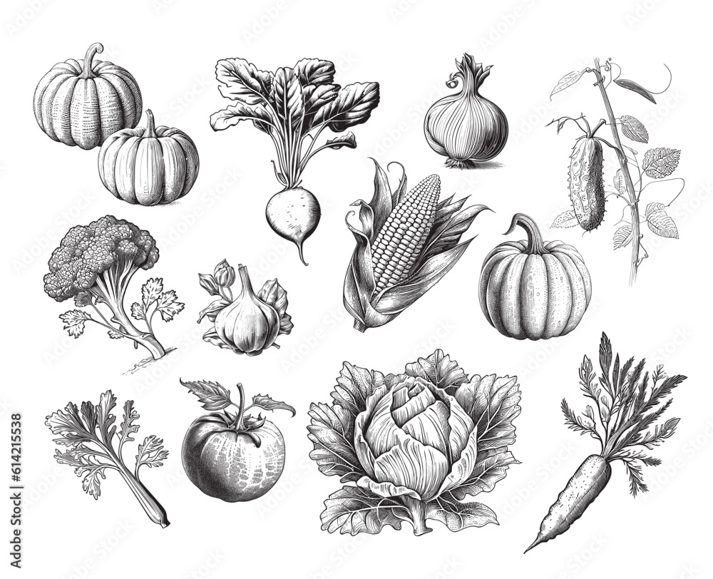 Vegetables collection hand drawn sketch Vector illustration Veg Stock ...