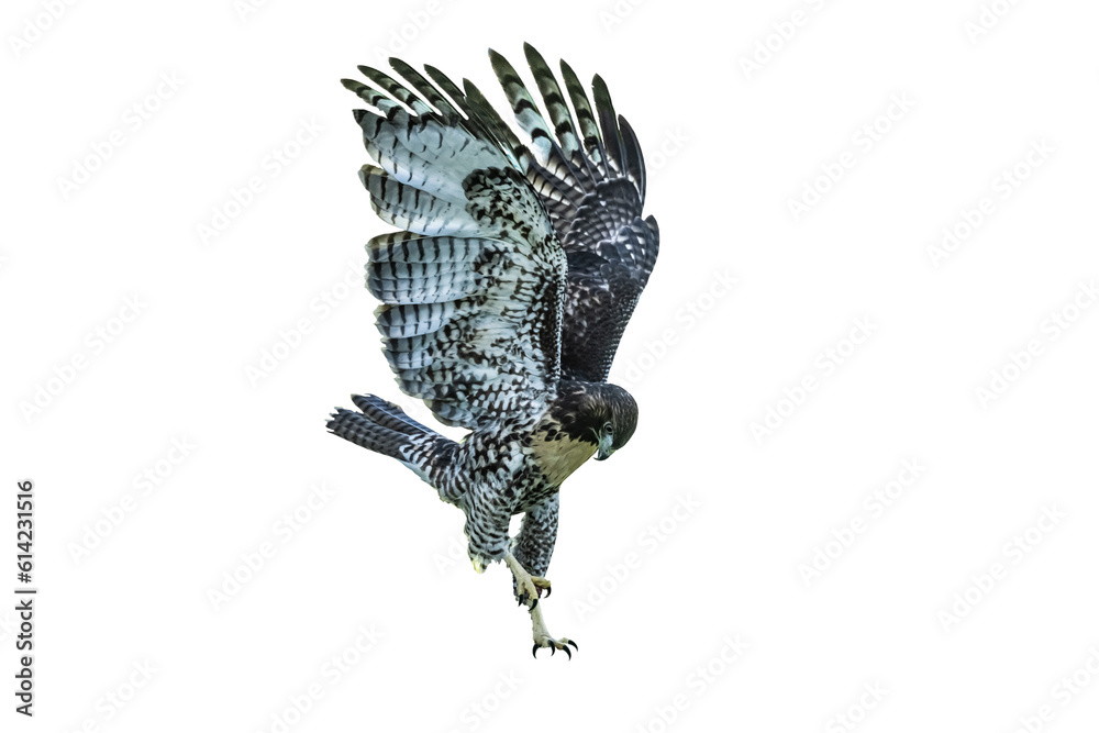 Juvenile Red-tailed Hawk (Buteo jamaicensis) Photo, Dancing on a ...