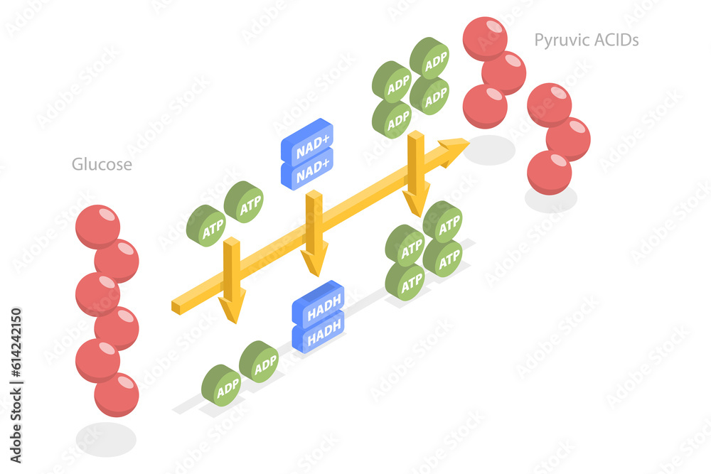 3D Isometric Flat Conceptual Illustration of Glycolysis Stock ...