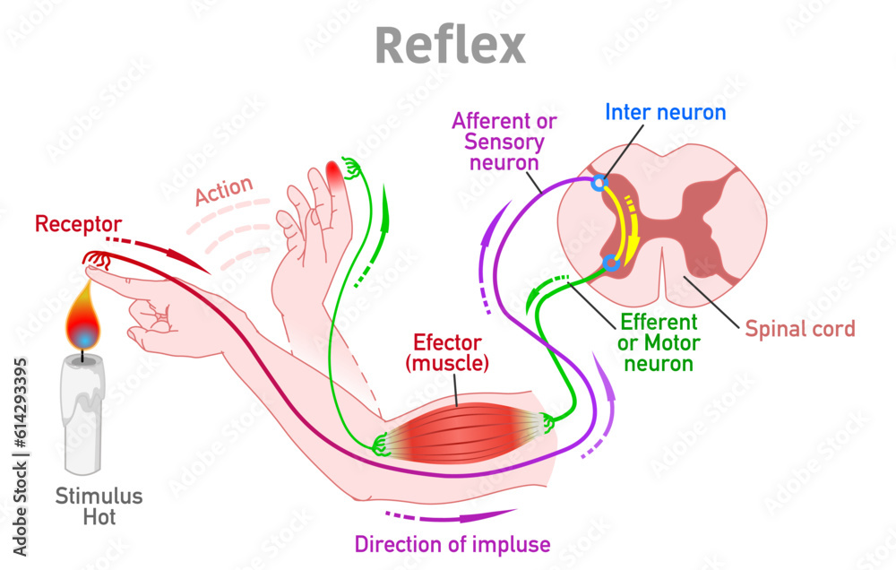 Reflex arc, action. Somatic receptors in the skin, muscles and tendons, message to brain ...