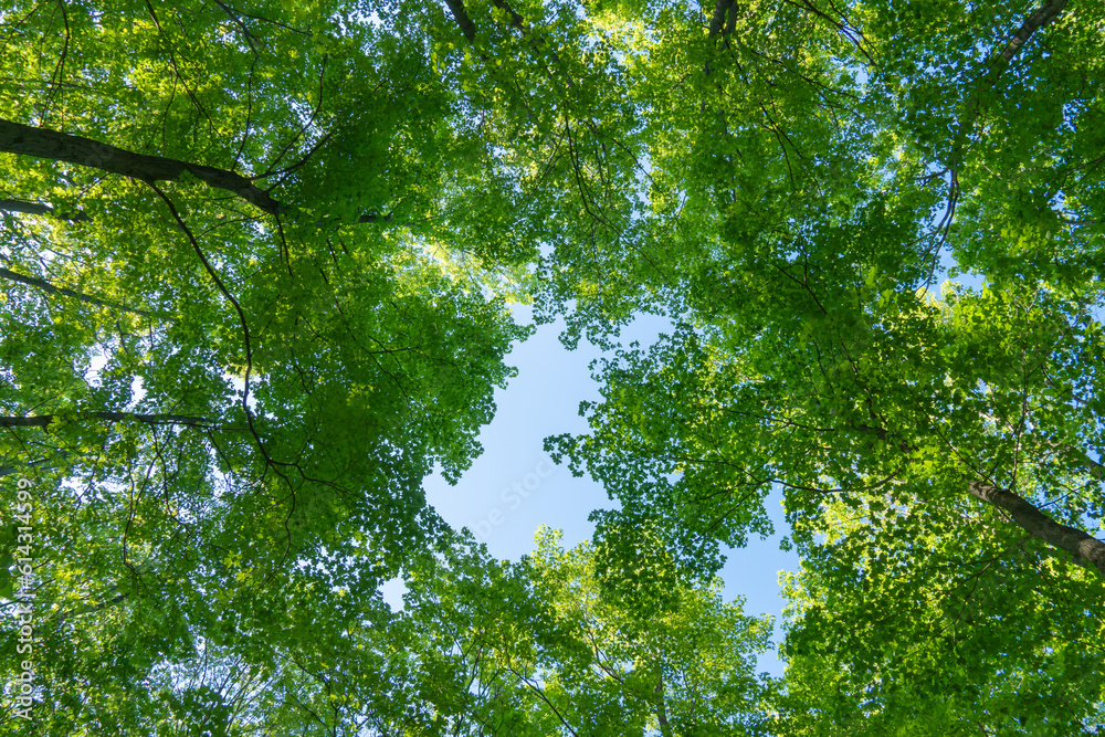 Rattlesnake Point Conservation Area is biosphere Reserve. Green trees ...