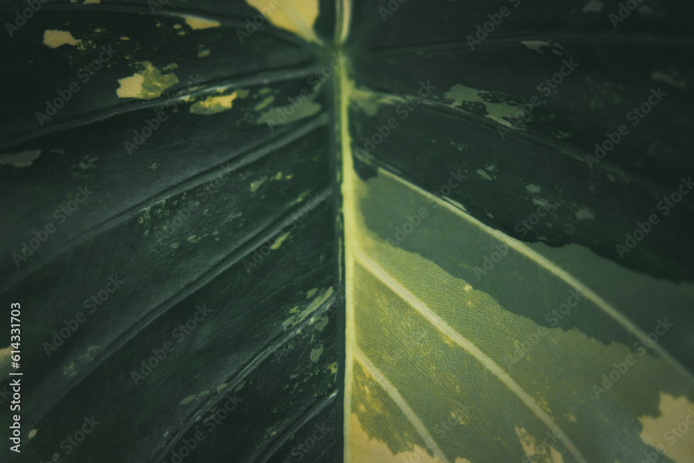 Greenery background, green color of nature plant and leaf environment ...