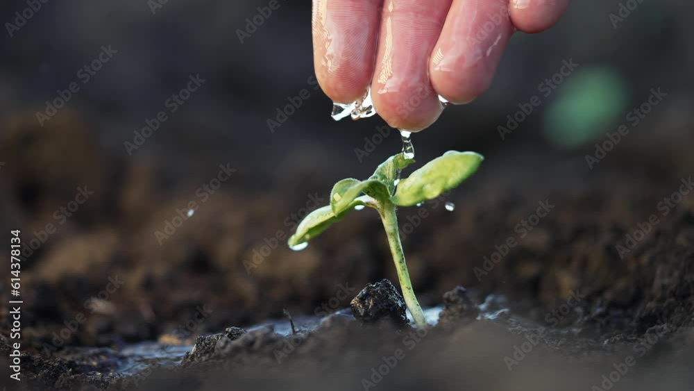 Drops of water from hand drip onto green sprout in soil.Farmer ...