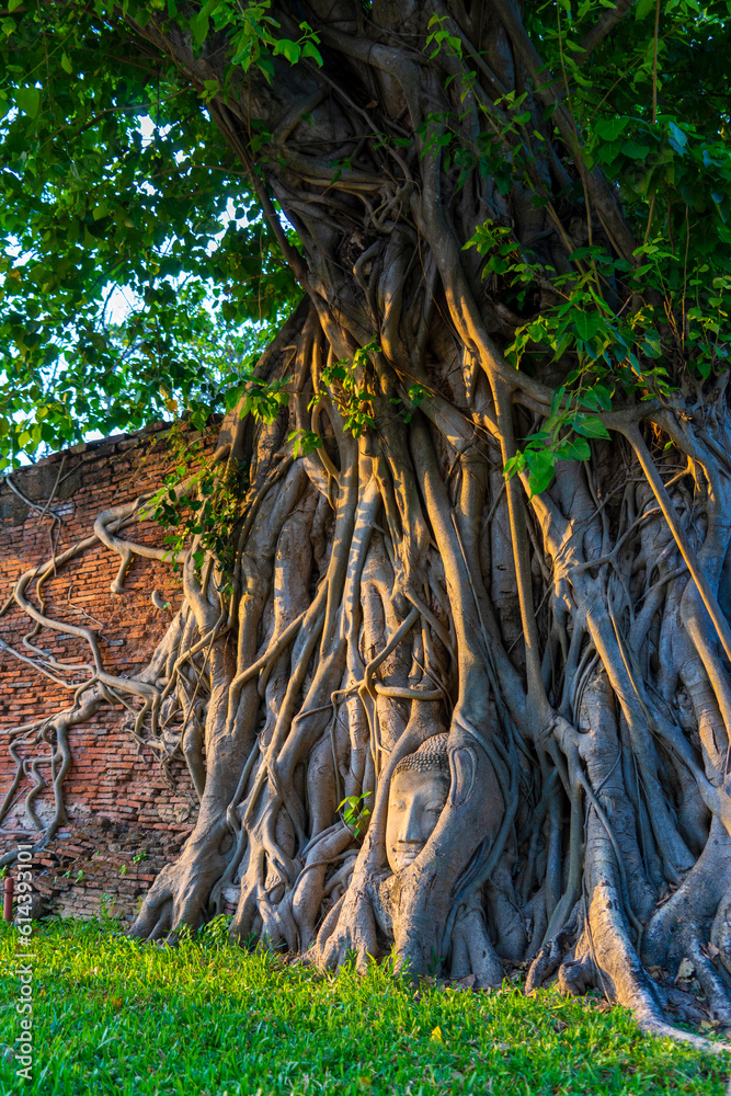 Buddha Head statue with trapped in Bodhi Tree roots at Wat Maha That ...