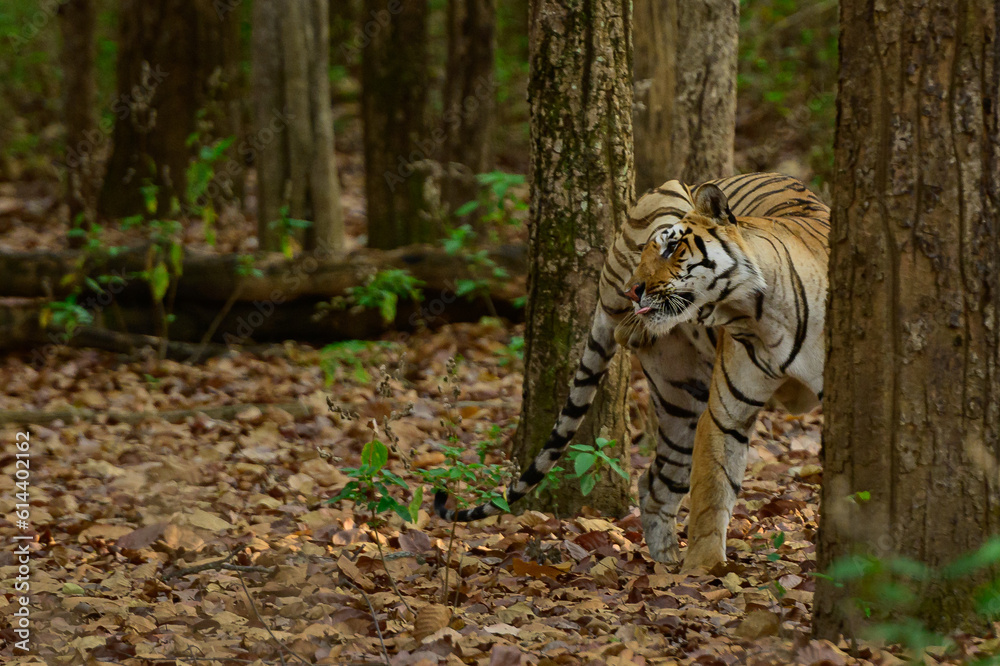 tiger in the woods. Male tiger in the jungle, Kanha National Park ...