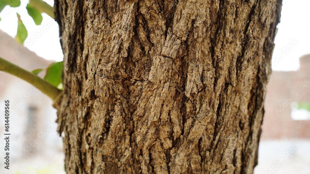 Embossed texture of the bark of oak. Panoramic photo of the oak texture ...