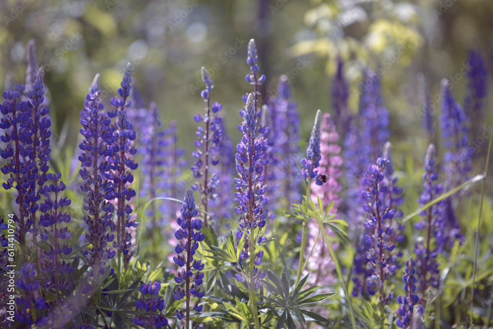 Lupin, field with purple and blue flowers. Blooming lupine flowers ...