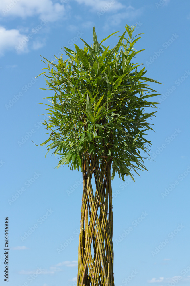 The willow tree is shaped like a palm tree against a blue sky. Weaving ...