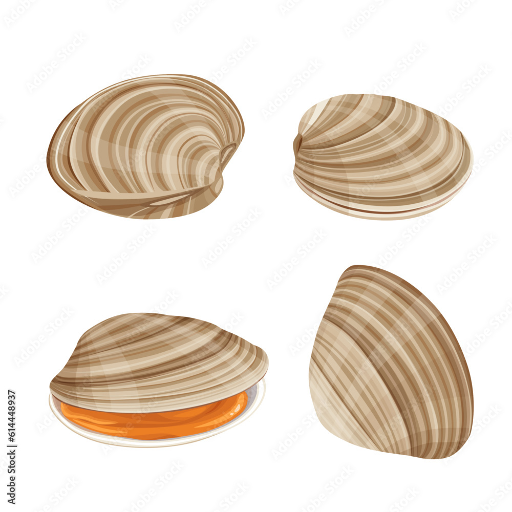 clams vector illustration isolated on white background. Stock Vector ...