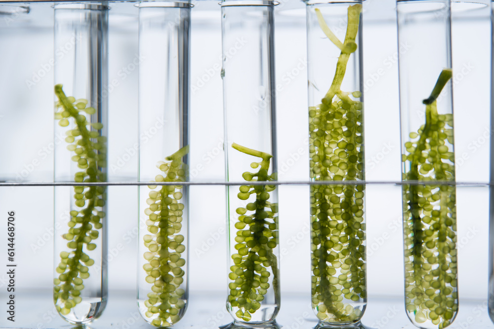 Researchers are developing alternative fuels for a more sustainable ...