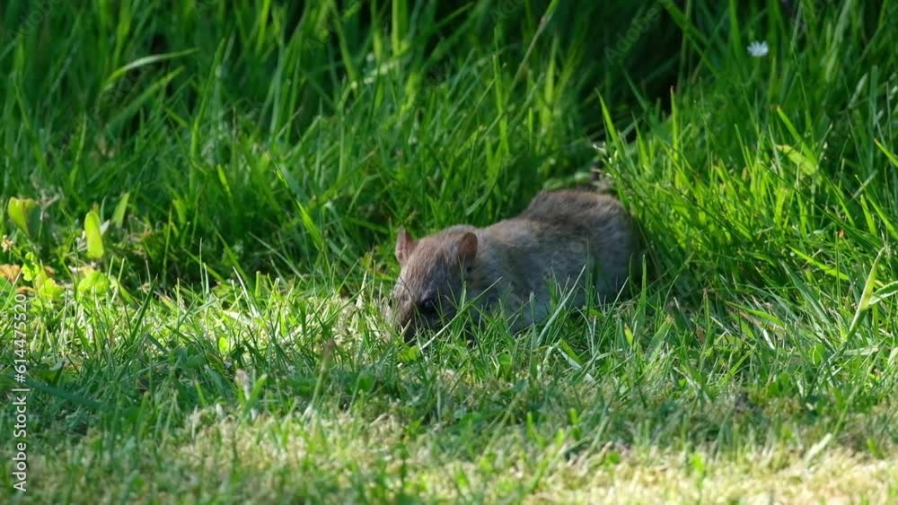 Rats are various medium-sized, long-tailed rodents. Species of rats are ...