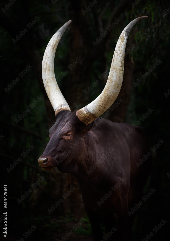 Ankole cattle (Rwandan Kings cow) with dark backdrop in portrait mode ...