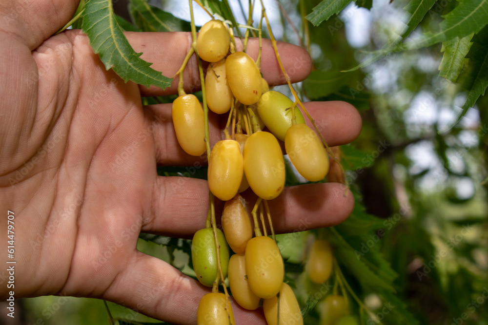 Fresh Neem fruit on tree with leaf on nature background, A leaves of ...